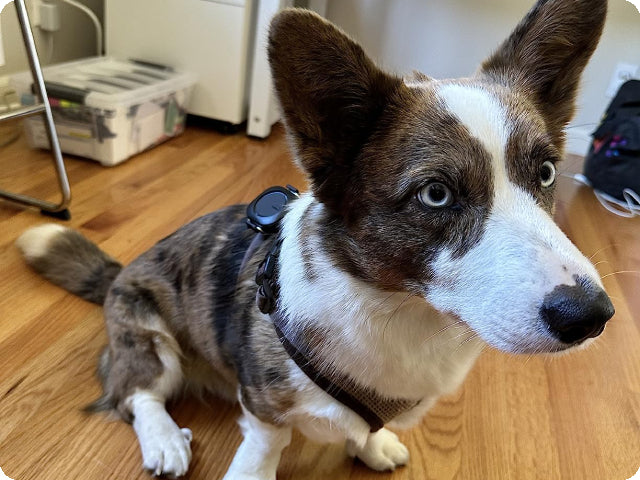 Aorkuler Dog GPS Tracker without Subscription